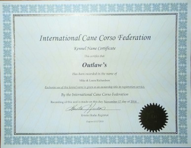 Outlaw Cane Corso- Cane Corso Breeders - ”True” Cane Corso.