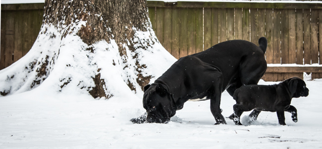 Outlaw Kennel - Cane Corso Puppies for sale - The Outlaw Bloodline!