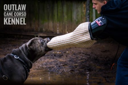 Cane Corso Protection Dog - Outlaw Kennel