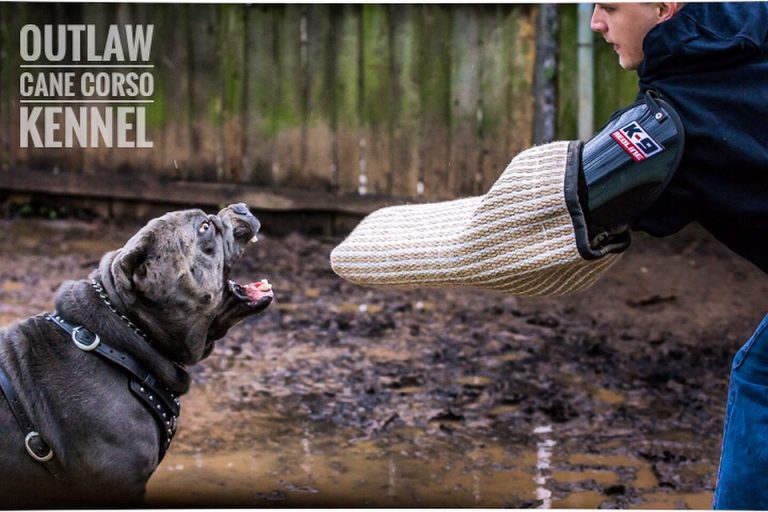 Temperament Testing - Outlaw Kennel