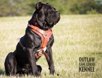 Outlaw Kennel - Cane Corso Black - Outlaw’s Superman “Hero”