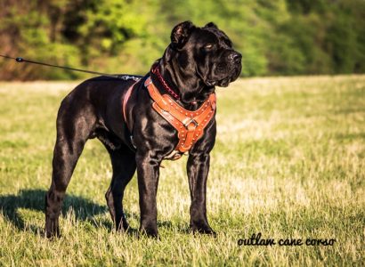 Outlaw Kennel - Cane Corso Black - Outlaw’s Superman “Hero”