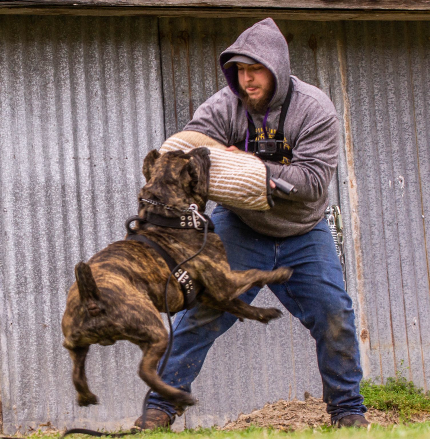 Outlaw's "Jacks" - Outlaw Kennel