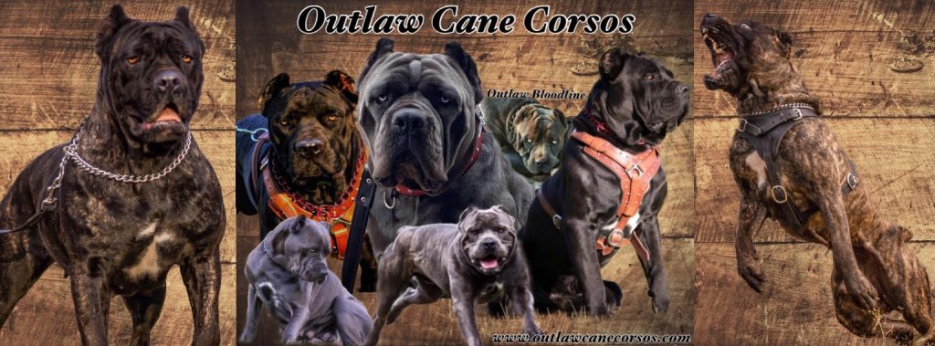 Outlaw Kennel - Cane Corso Puppies for sale - The Outlaw Bloodline!