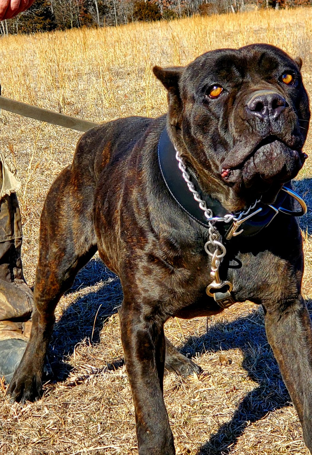 Outlaw's Covenants Kiya Number One - Outlaw Kennel