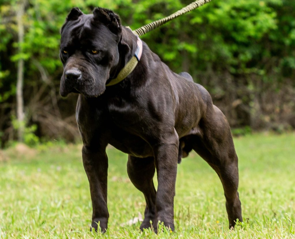Covenant's Carpophorus the Mighty "Carpo" - Outlaw Kennel