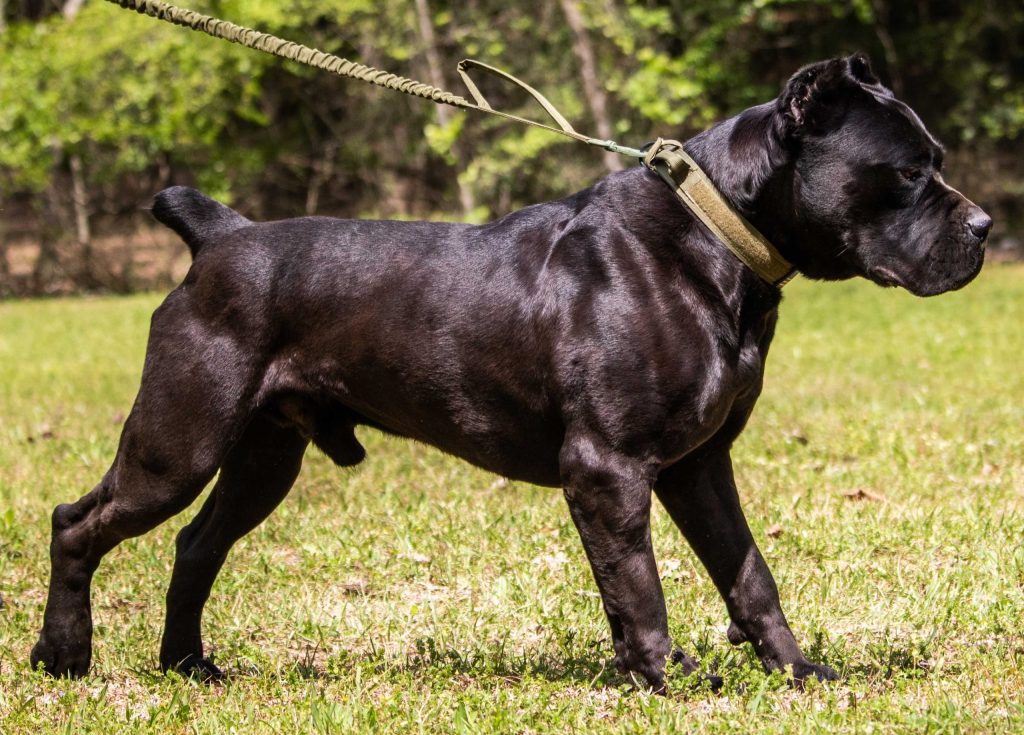 Covenant's Carpophorus the Mighty "Carpo" - Outlaw Kennel
