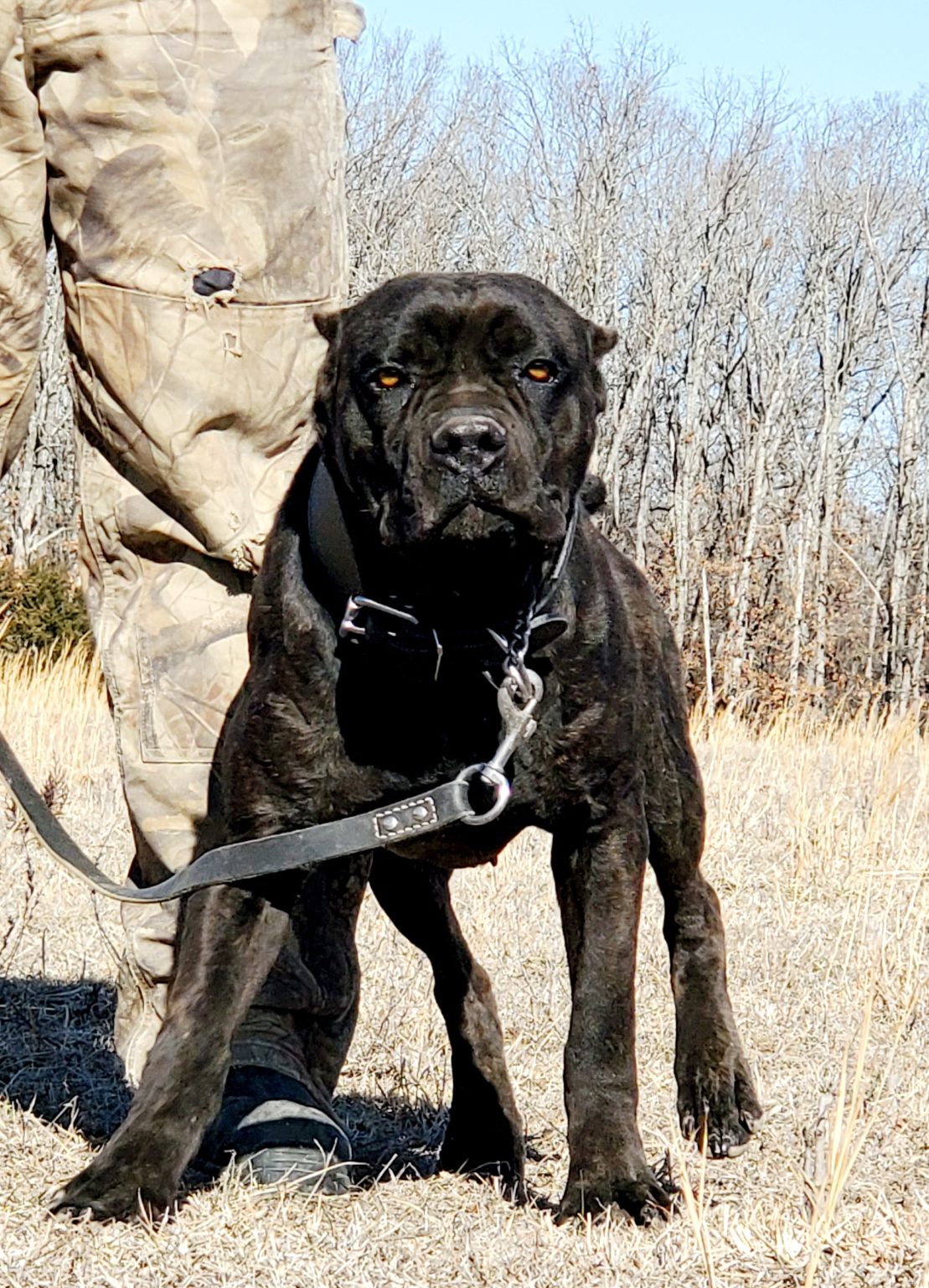 Outlaw's Covenants Kiya Number One - Outlaw Kennel