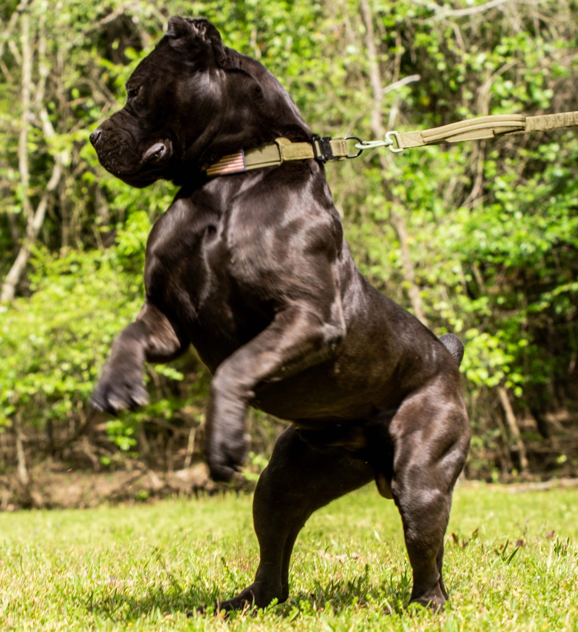 Covenant's Carpophorus the Mighty "Carpo" - Outlaw Kennel