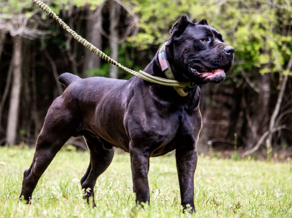Covenant's Carpophorus the Mighty "Carpo" - Outlaw Kennel